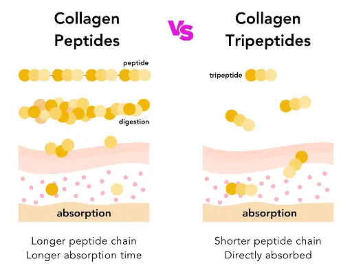 Understanding the Science Behind Bovine Collagen Tripeptides