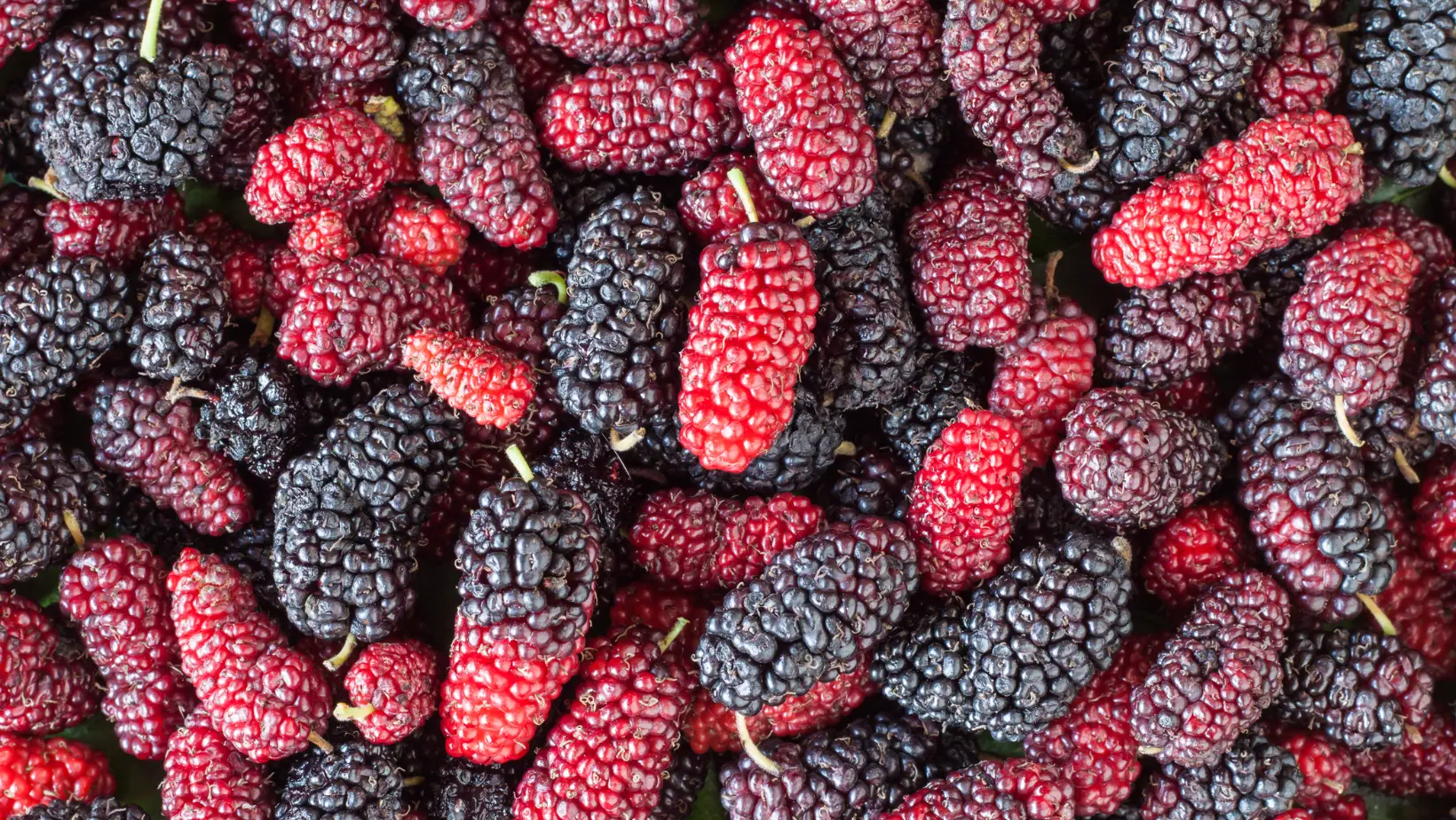 Potential Role of Mulberry Extract on Skincare Product